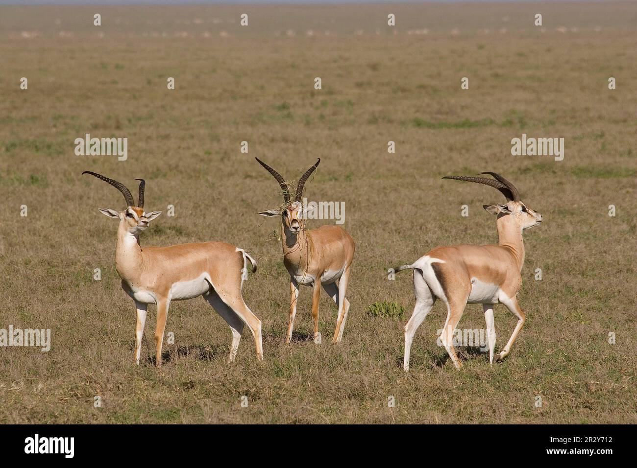 Grant's gazelle, Grant's gazelles, Gazelles, Ungulates, Mammals ...