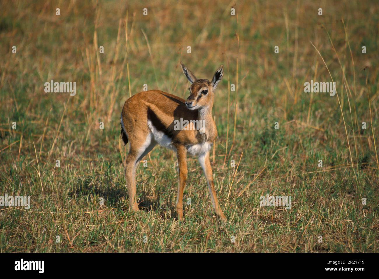 Baby gazelle hi-res stock photography and images - Alamy