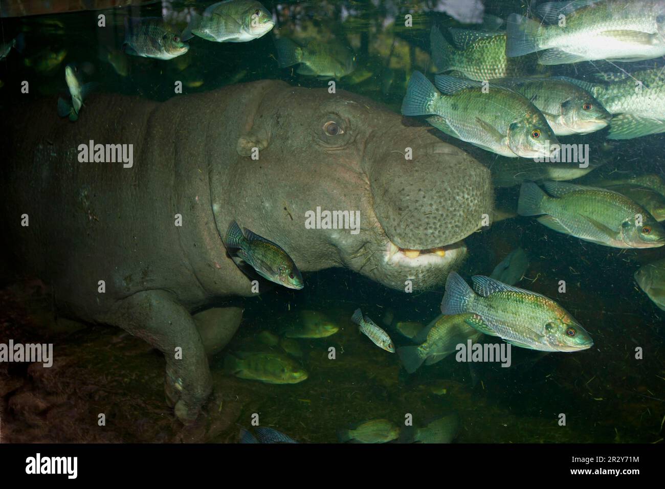 Pygmy hippopotamuses (Choeropsis liberiensis) hippopotamus ...