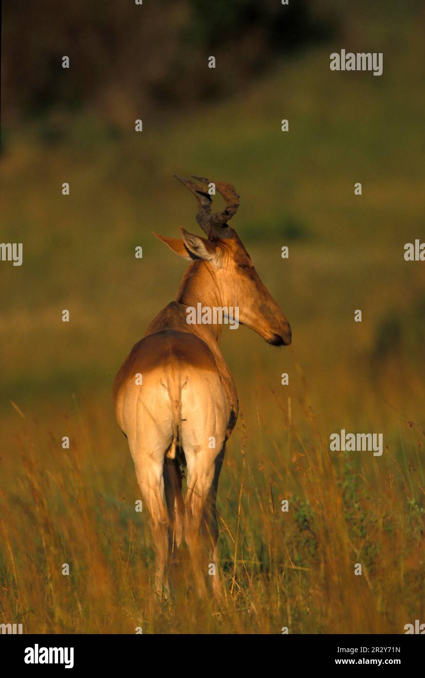 Coke's hartebeest hi-res stock photography and images - Alamy