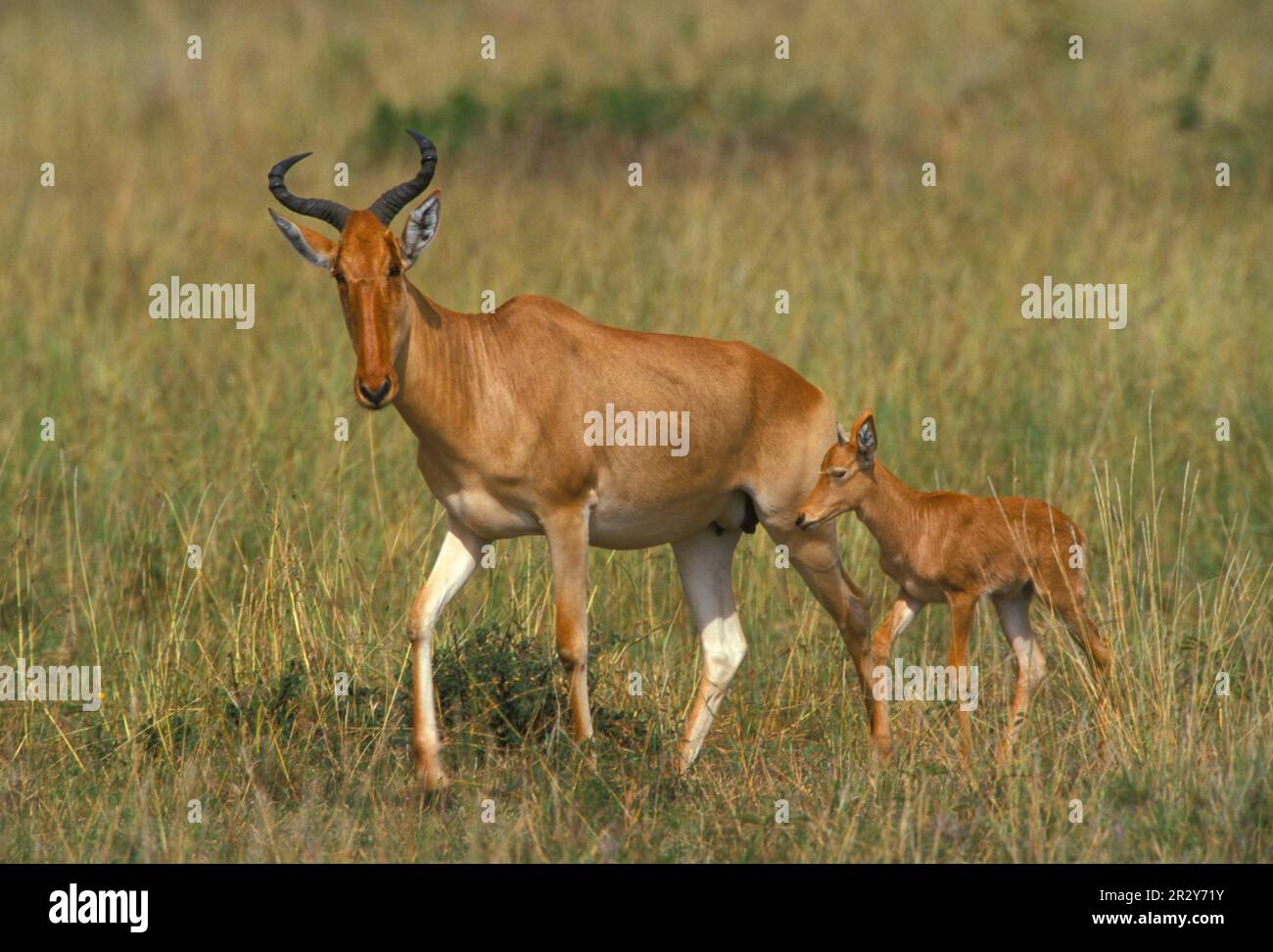 Hartebeest adult and young hi-res stock photography and images - Alamy