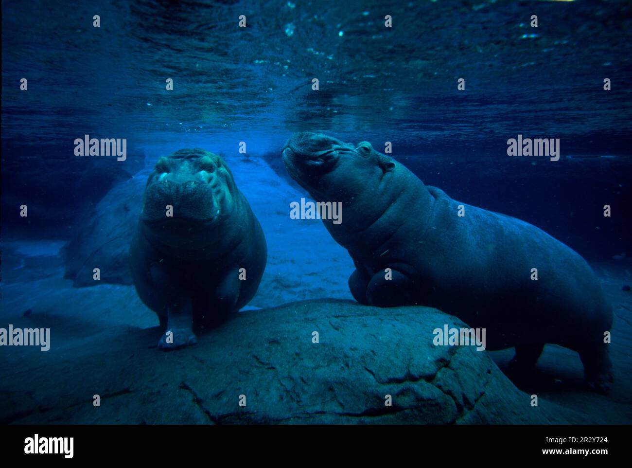 Hippopotamus, hippos, hippopotamus, hippopotamuses (Hippopotamus ...