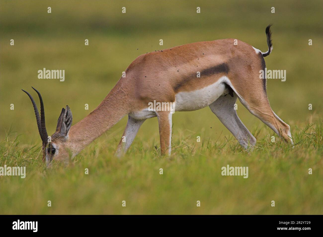 Gazelle amboseli kenya africa hi-res stock photography and images - Alamy