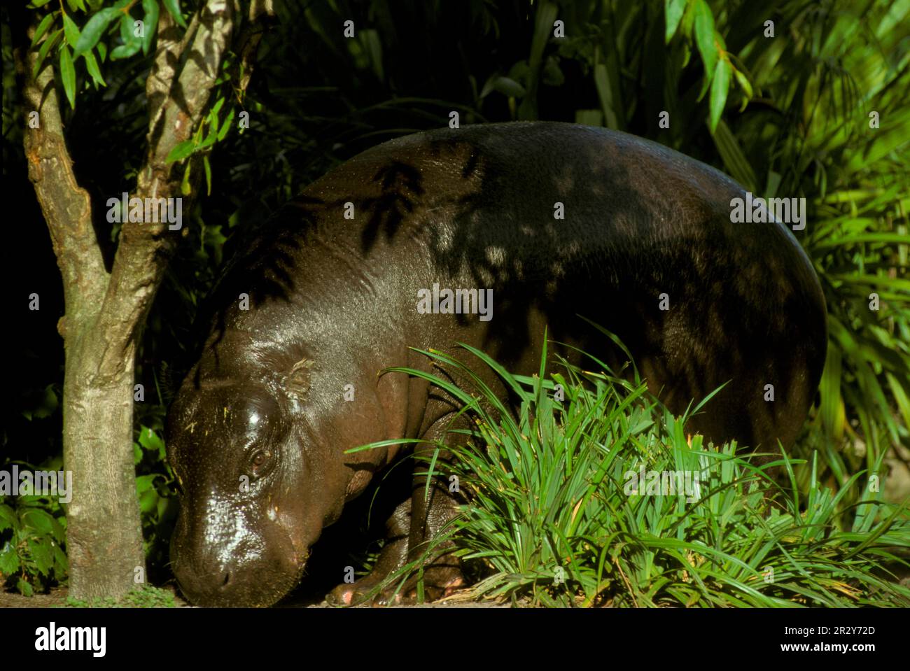 Pygmy hippo pygmy hippopotamus in hi-res stock photography and images ...