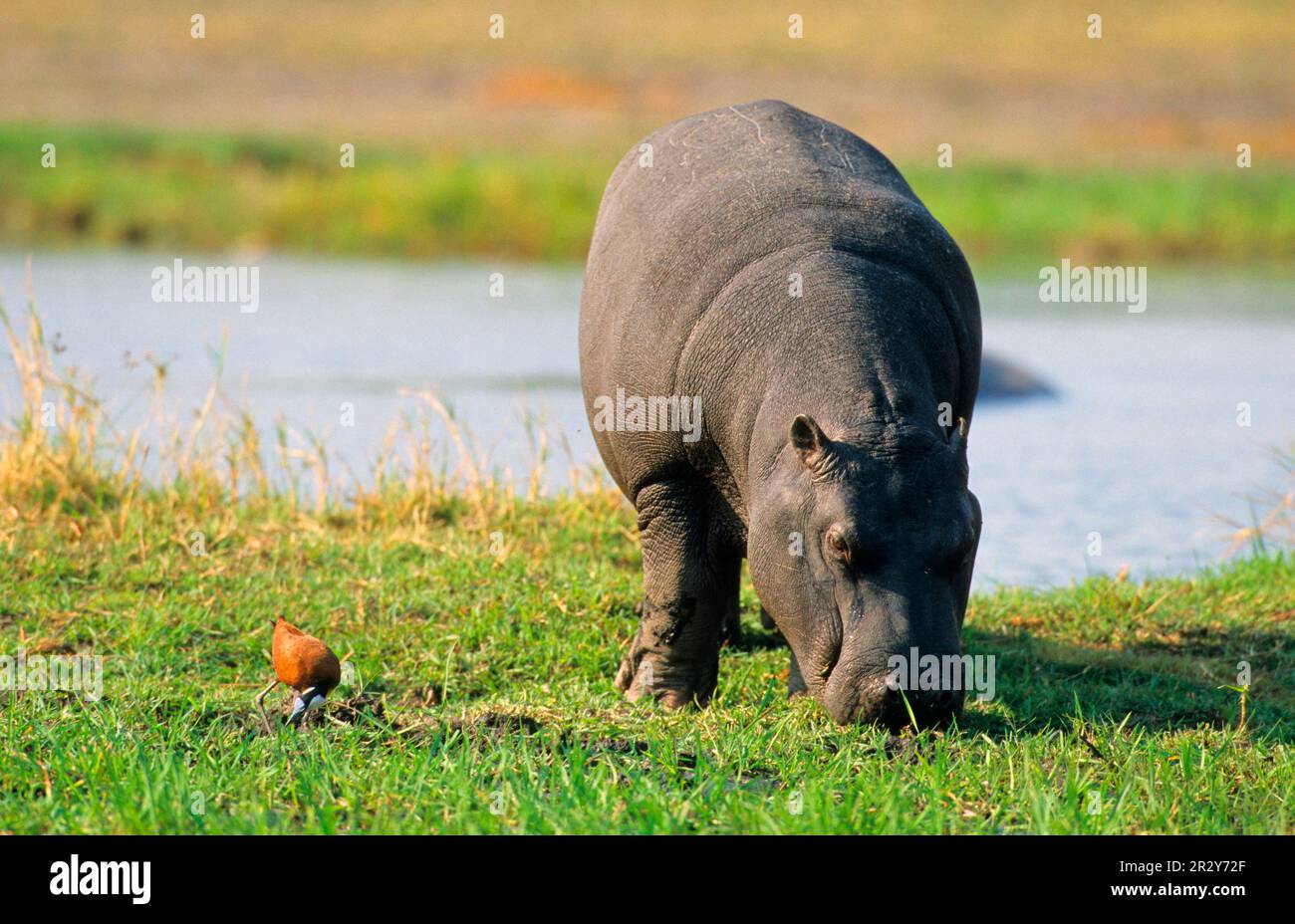 Hippopotamus (Hippopotamus amphibius), hippos, Hippopotamus ...