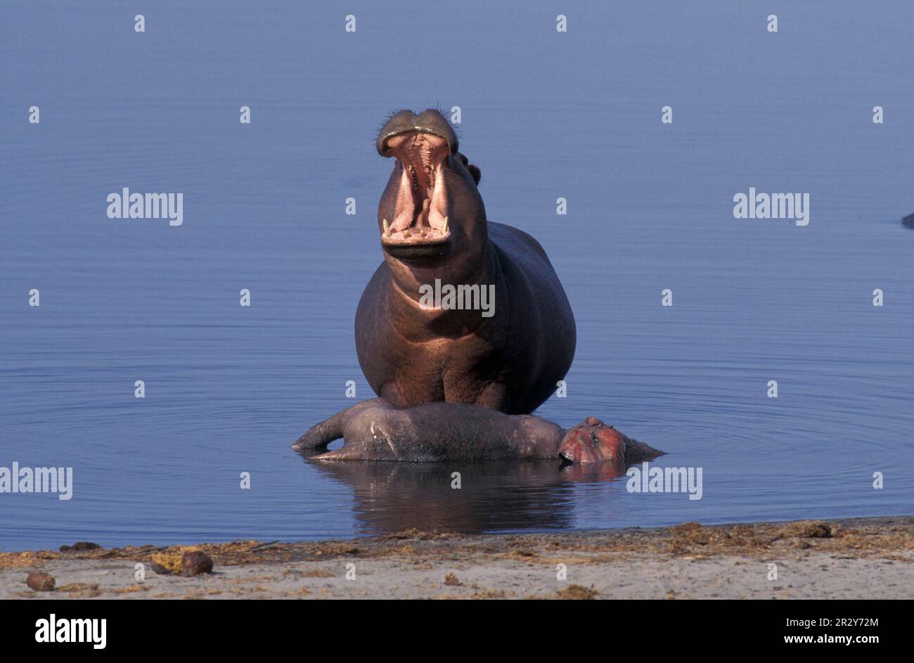 Hippopotamus, hippos, hippopotamus, hippopotamuses (Hippopotamus ...