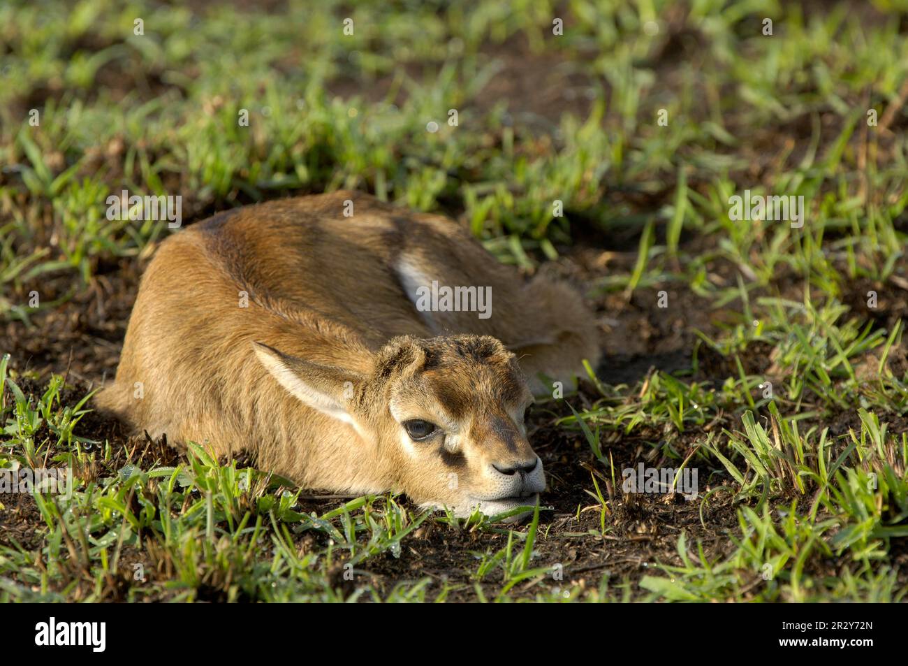 Thomson's gazelle (Gazella thomsoni) newborn young, lying in the grass ...