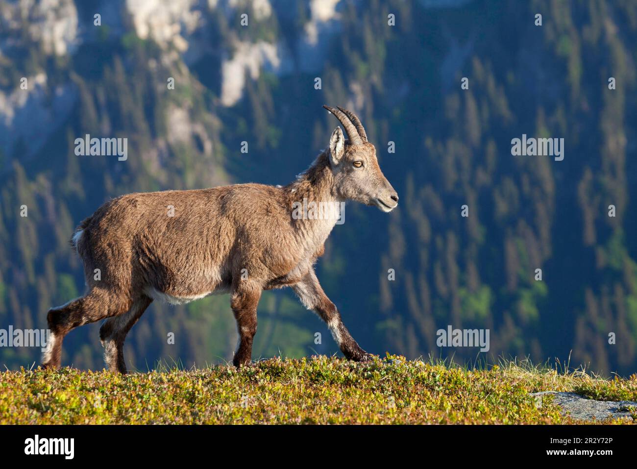 Alpine ibex, alpine ibex, alpine ibexes (Capra ibex), ibex, ibex, goat ...