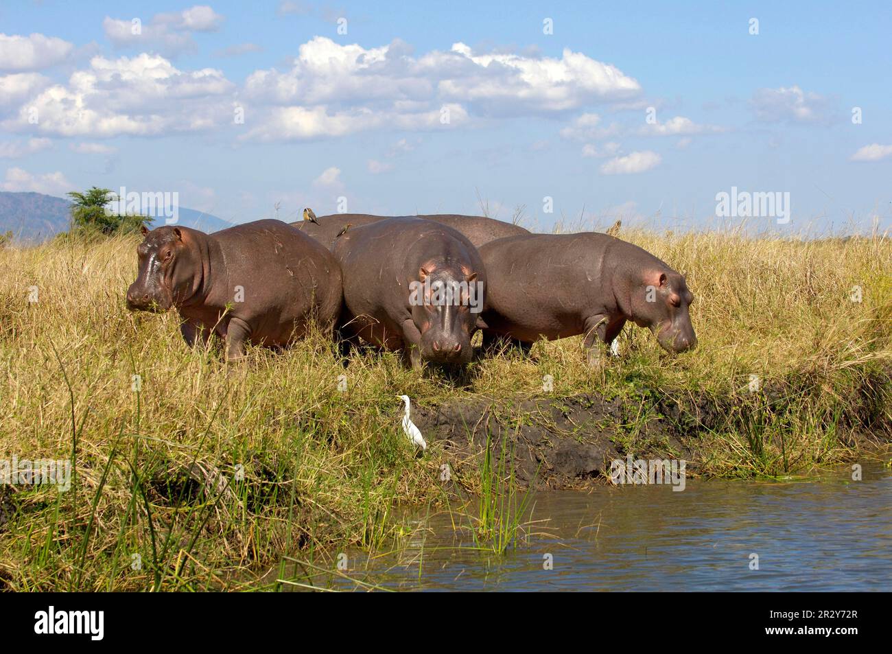 Hippopotamus, hippos, hippopotamus, hippopotamuses (Hippopotamus ...