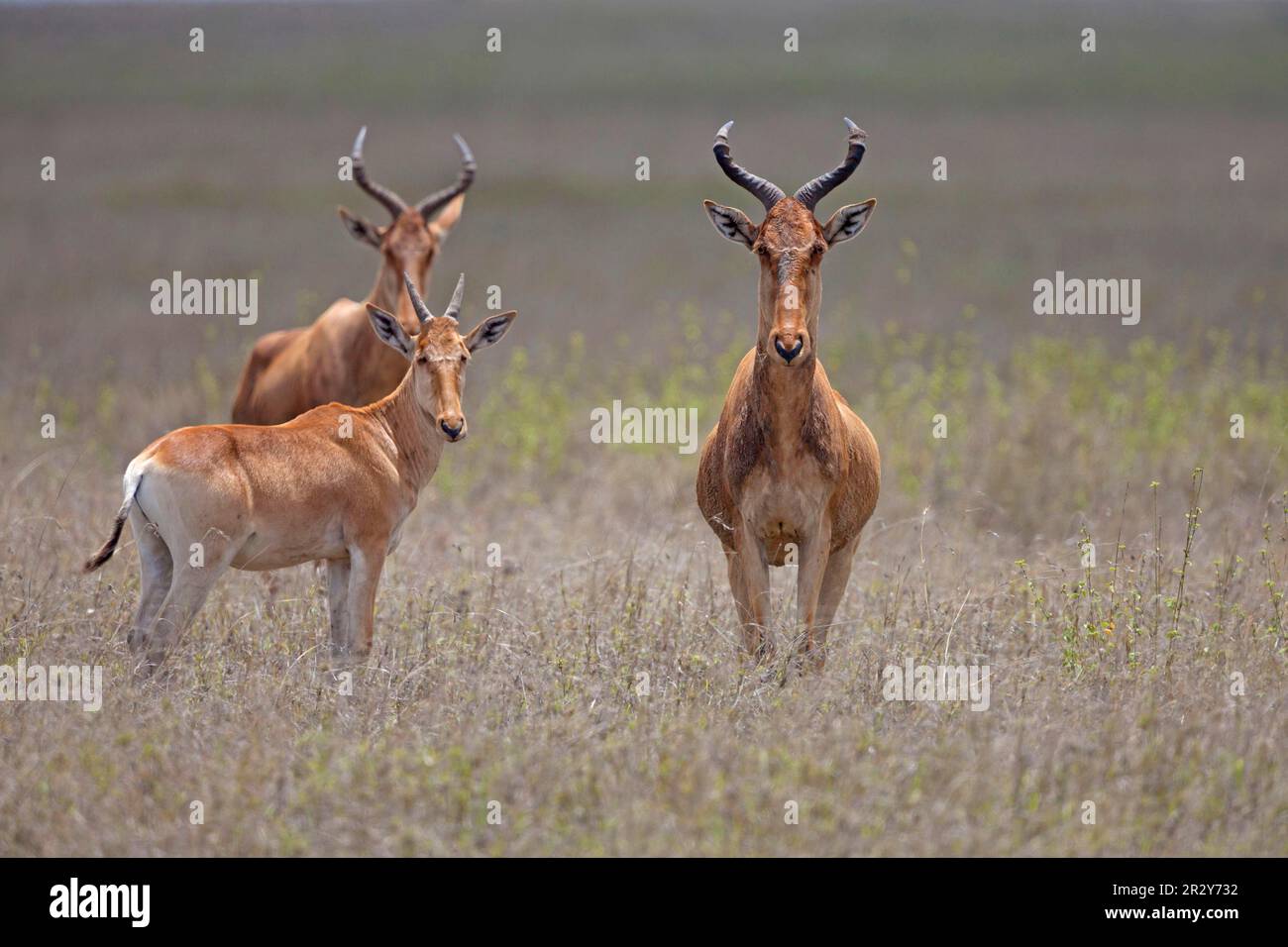 Congoni, hartebeest, Congonis, hartebeest, antelopes, ungulates, even ...