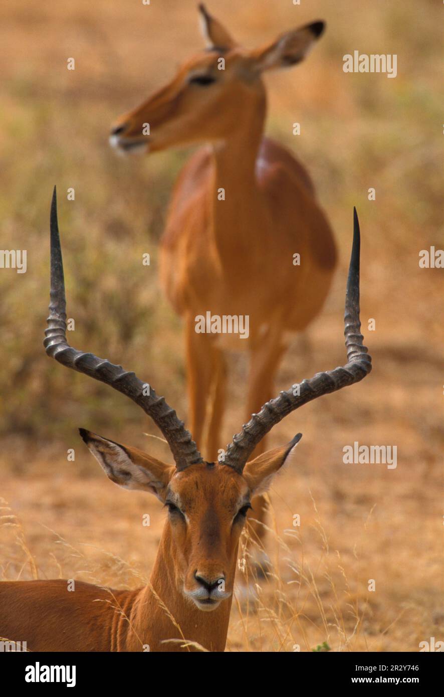 Impala, Black heeled antelope, Impalas (Aepyceros melampus), Black ...