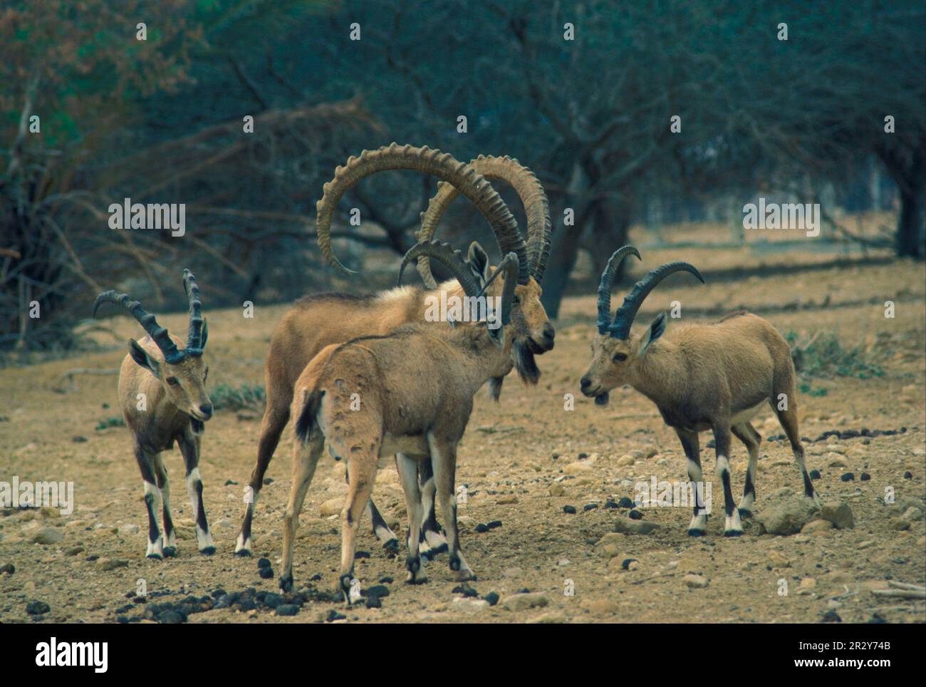 Nubian ibex (Capra nubiana) Nubian Four standing on stony ground Stock ...