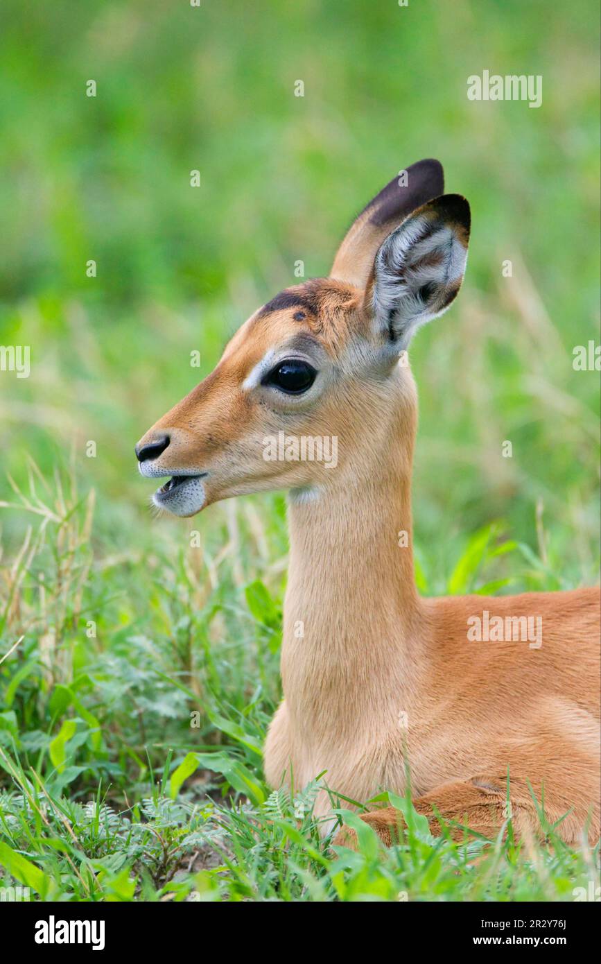 Impala, black heeled antelope, impalas (Aepyceros melampus), black ...