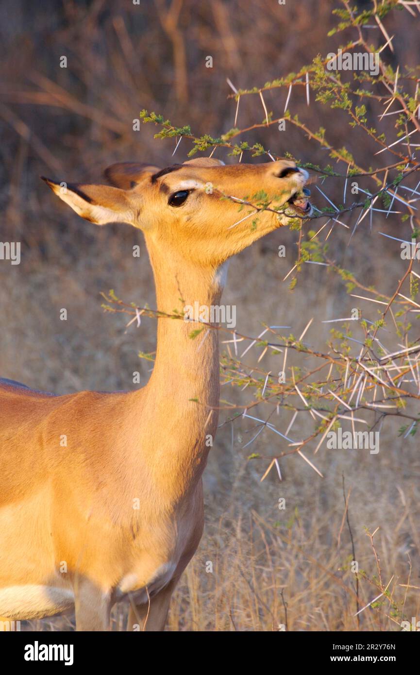 Impala (Aepyceros melampus) adult female, close-up of head, feeding on ...