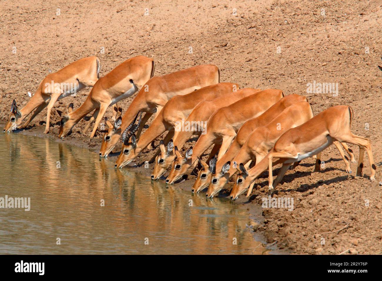 Impala, black heeled antelope, impalas (Aepyceros melampus), black ...