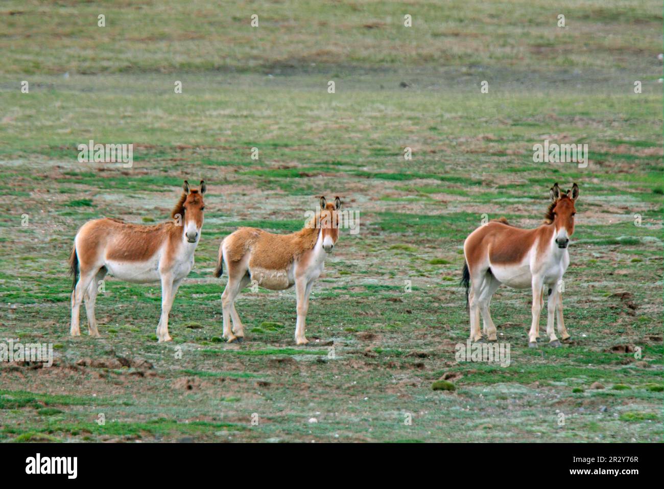 Tibetan Wild Ass (Equus kiang) family group, standing, Qinghai Province ...