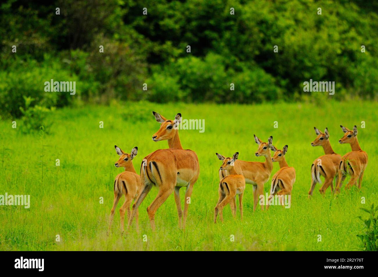 Impala, black heeled antelope, Impalas (Aepyceros melampus), black ...