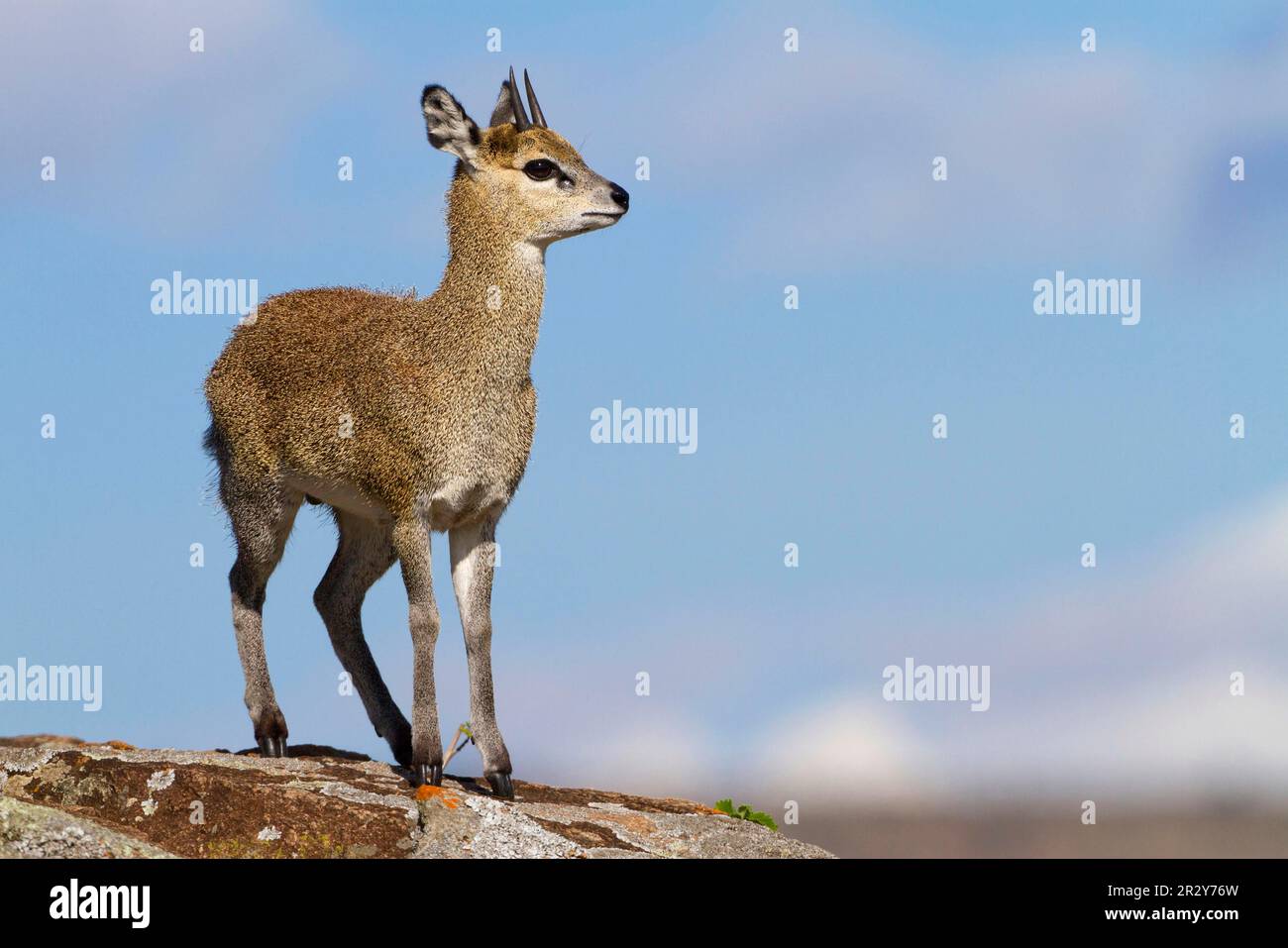Cliff springer (Oreotragus oreotragus), antelopes, ungulates, even-toed ...