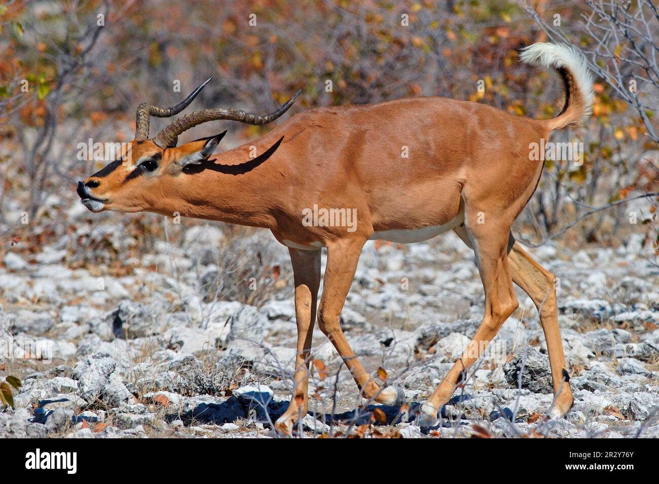 Black-faced impala (Aepyceros melampus petersi), Antelopes, Ungulates ...