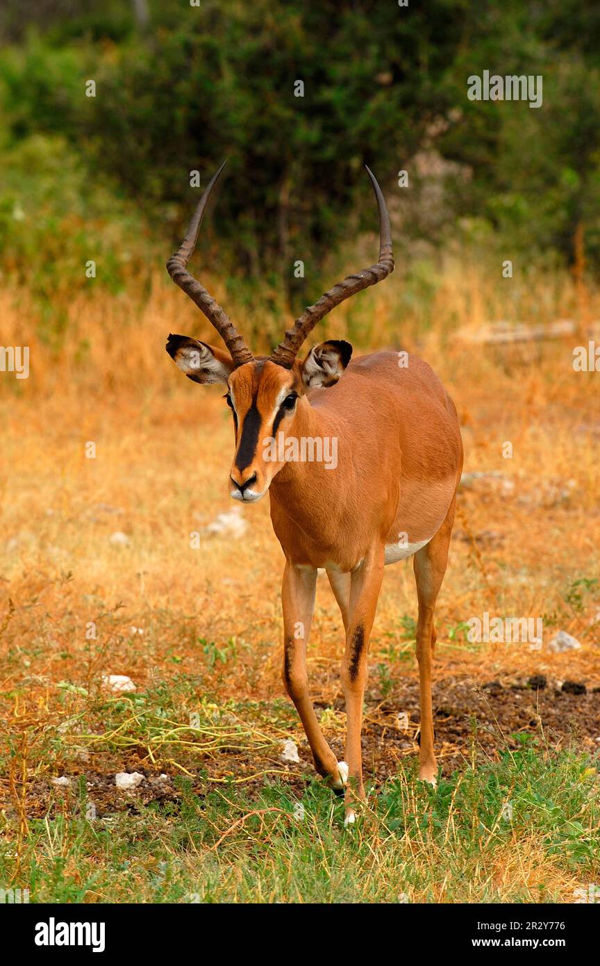 Black-faced impala (Aepyceros melampus petersi), black-faced impala ...