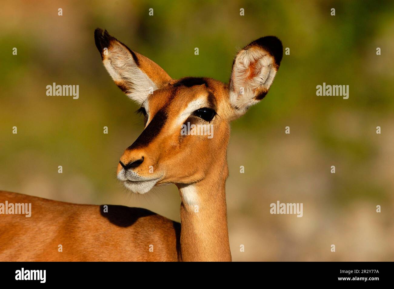 Black-faced impala (Aepyceros melampus petersi), black-faced impala ...