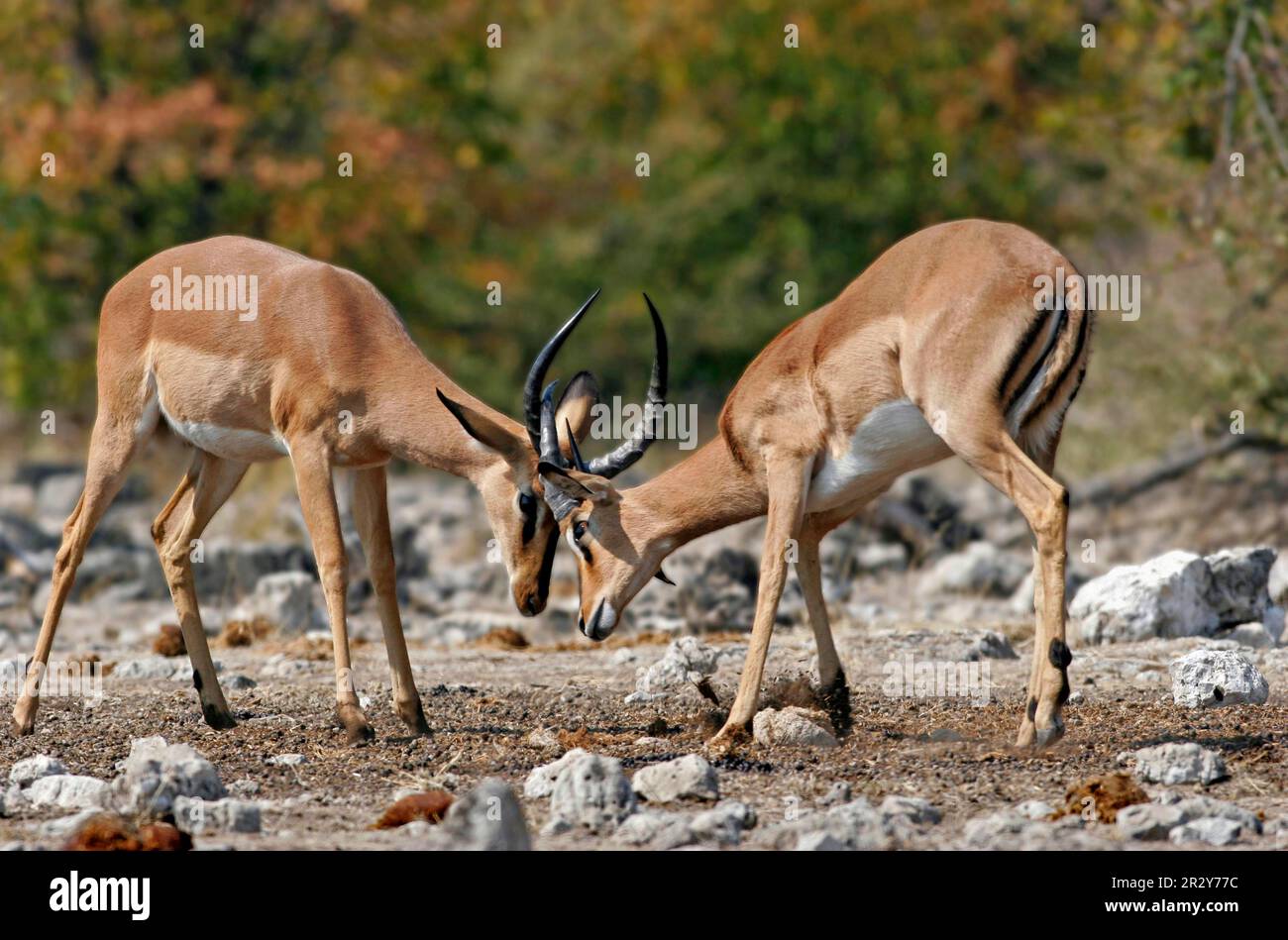 Black-faced impala (Aepyceros melampus petersi), antelopes, ungulates ...
