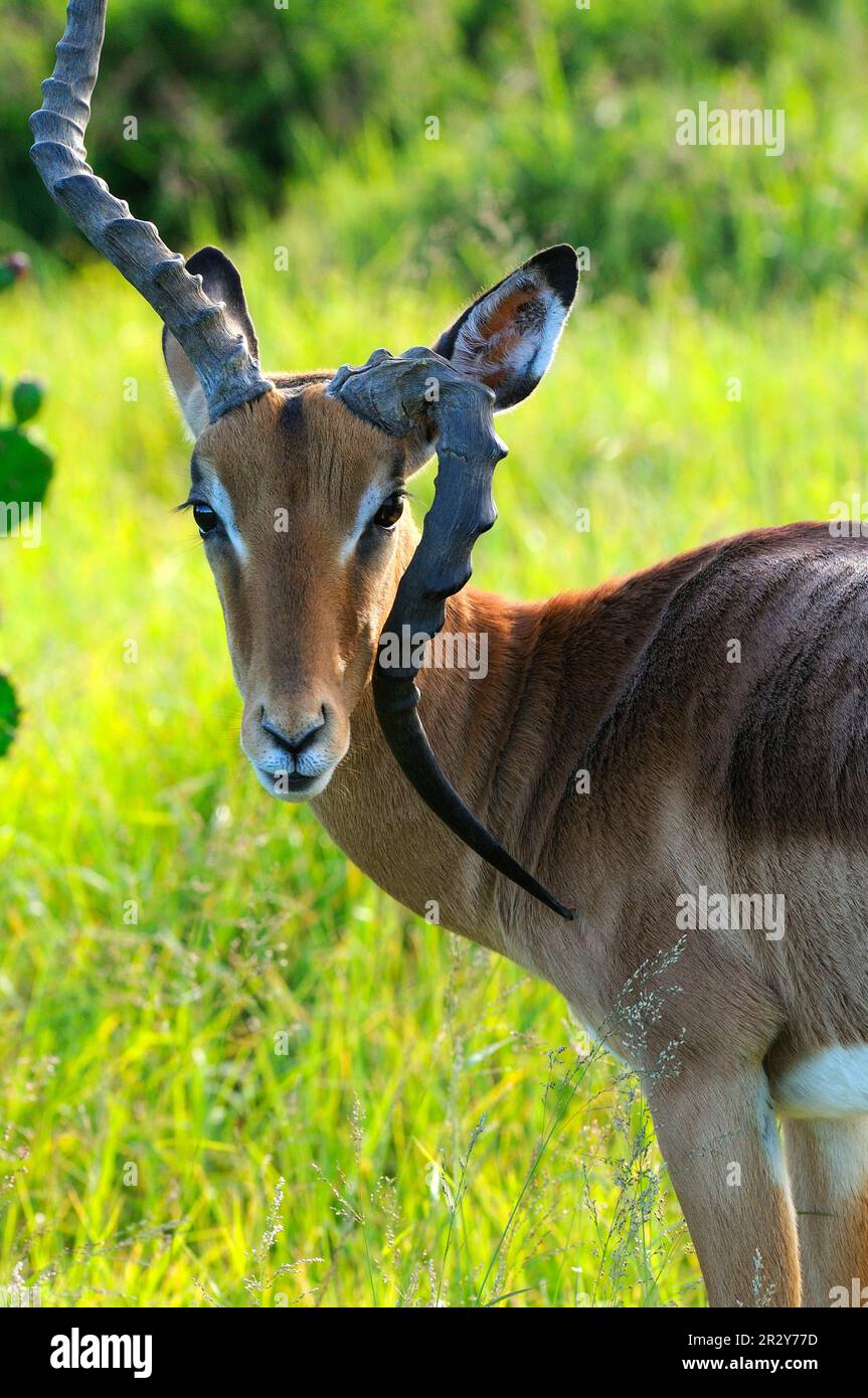 Impala, black heeled antelope, Impalas (Aepyceros melampus), black ...