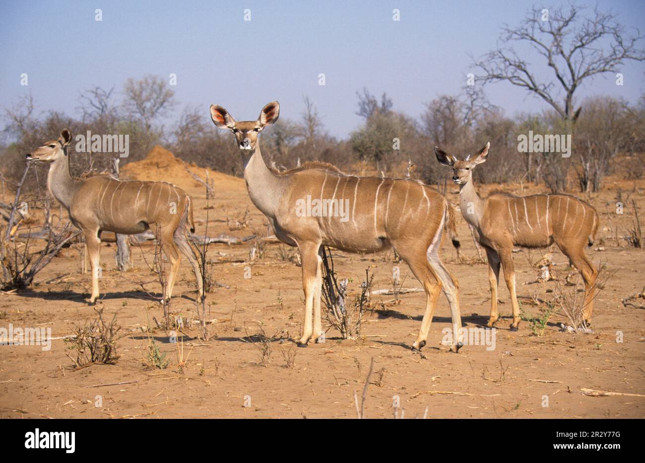 Greater kudu (Tragelaphus strepsiceros), Greater kudu, antelopes ...