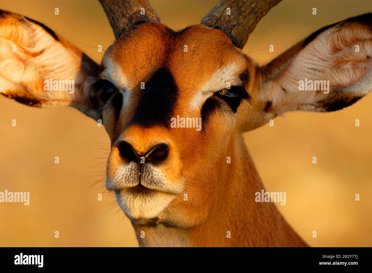 Black-faced impala (Aepyceros melampus petersi), Antelopes, Ungulates ...