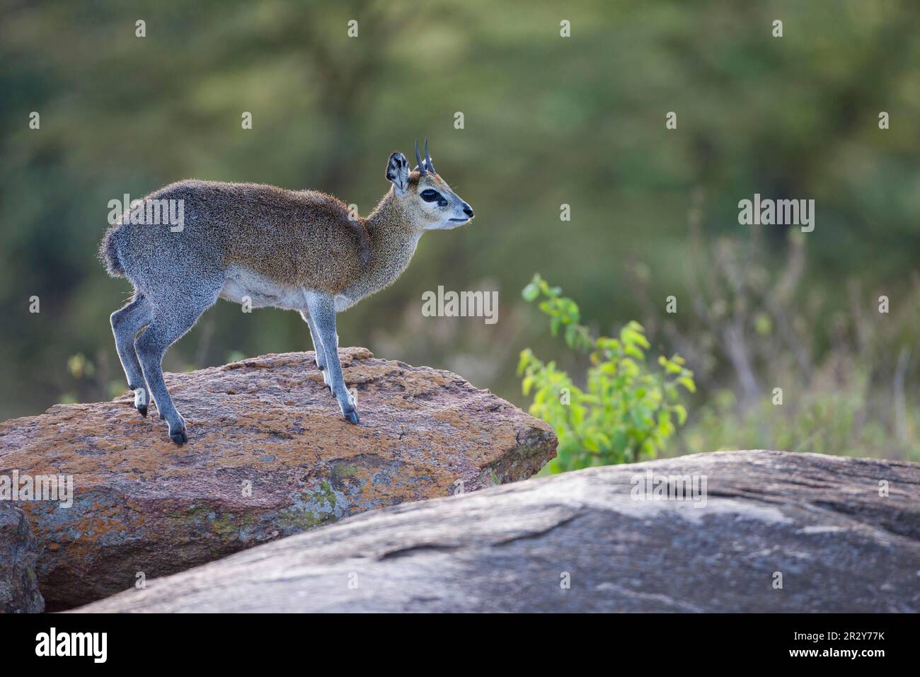 Cliff springer (Oreotragus oreotragus), antelopes, ungulates, even-toed ...