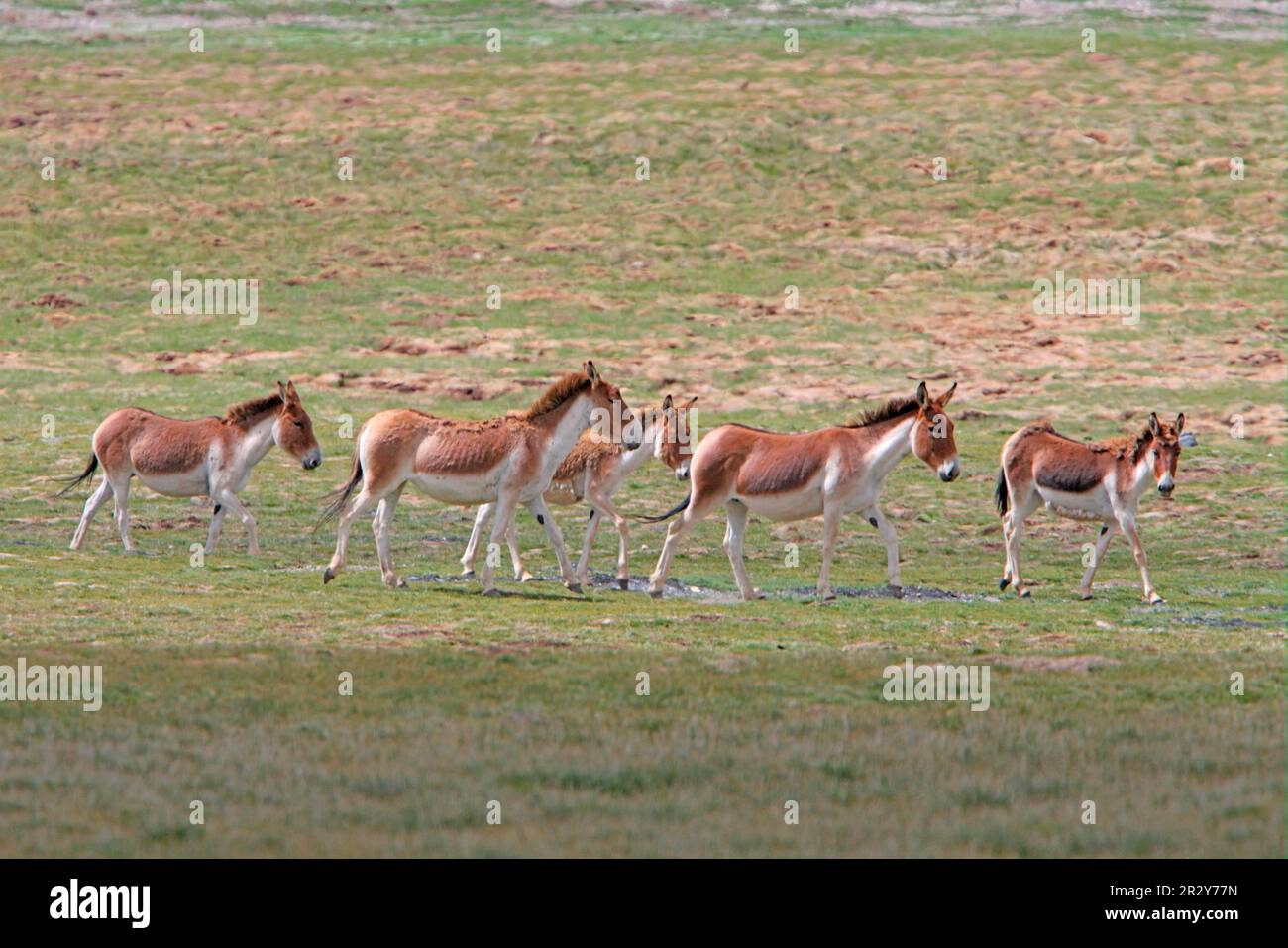 Tibetan Wild Ass (Equus kiang) herd, walking, near Yushu, Qinghai ...