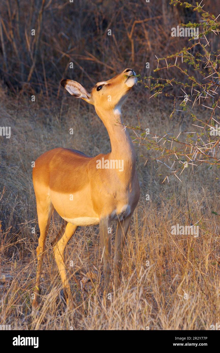 Impala (Aepyceros melampus) adult female, feeding on acacia tree ...