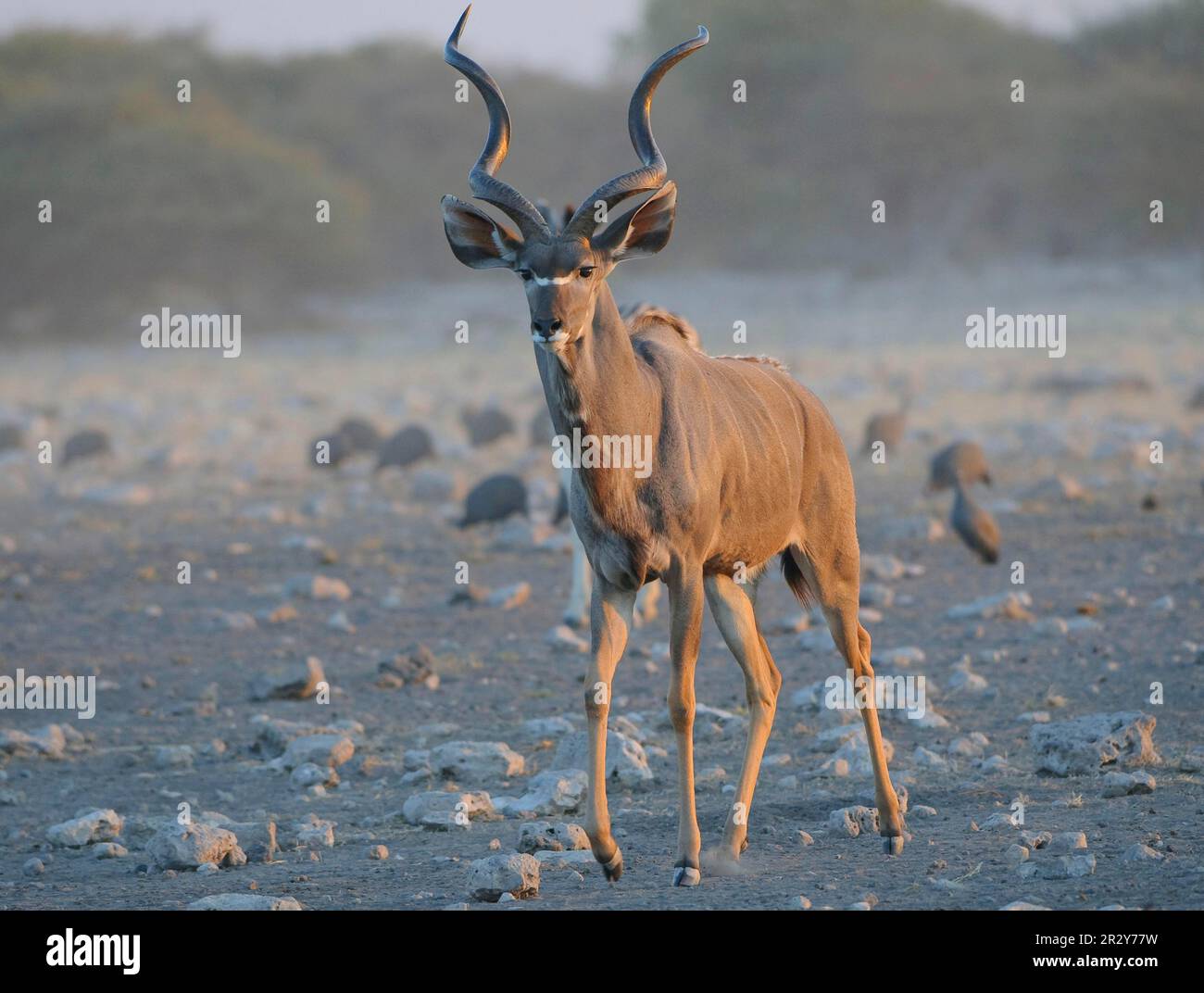 Guinea antelope hi-res stock photography and images - Alamy