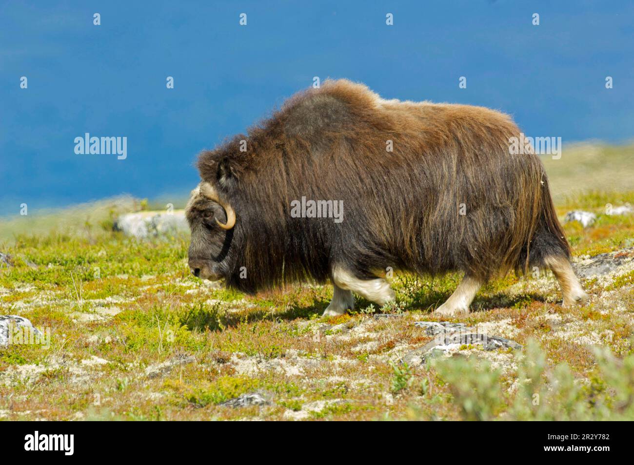 Musk oxes (Ovibos moschatus), ungulates, mammals, animals, Musk Ox ...
