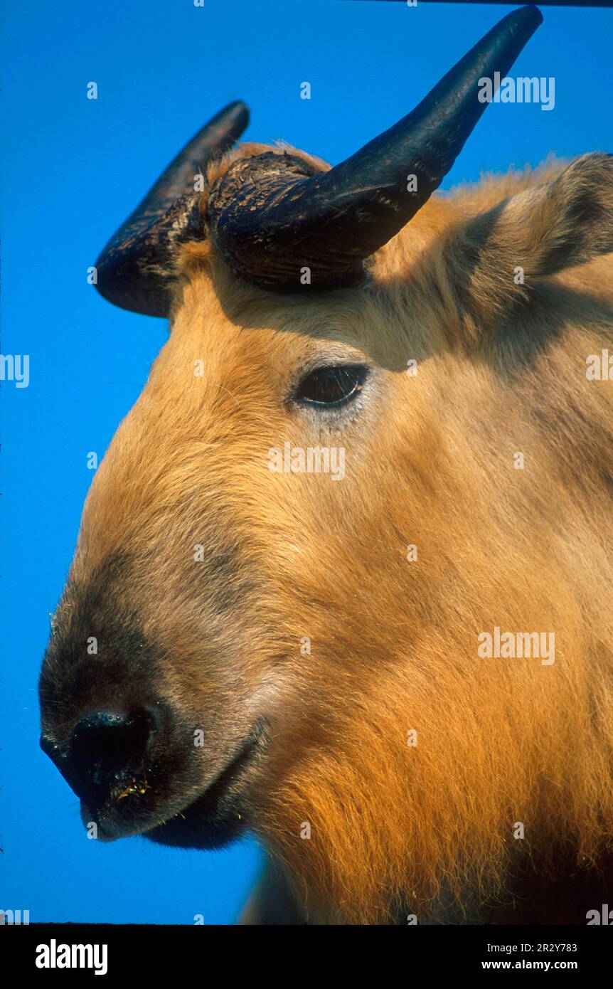 Takin, bovine chamois, takins (Budorcas taxicolor), bovine chamois ...