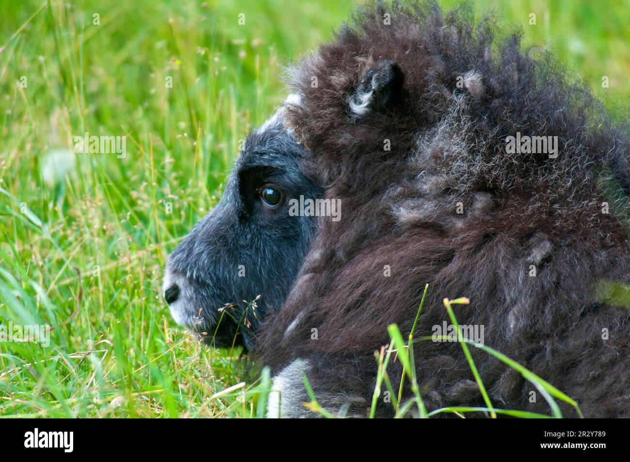 Musk Ox (Ovibos moschatus) baby, close-up of head, laying in grass ...