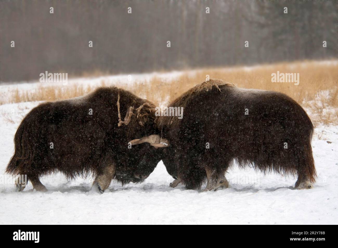 Musk oxes (Ovibos moschatus), ungulates, mammals, animals, Musk Ox two ...