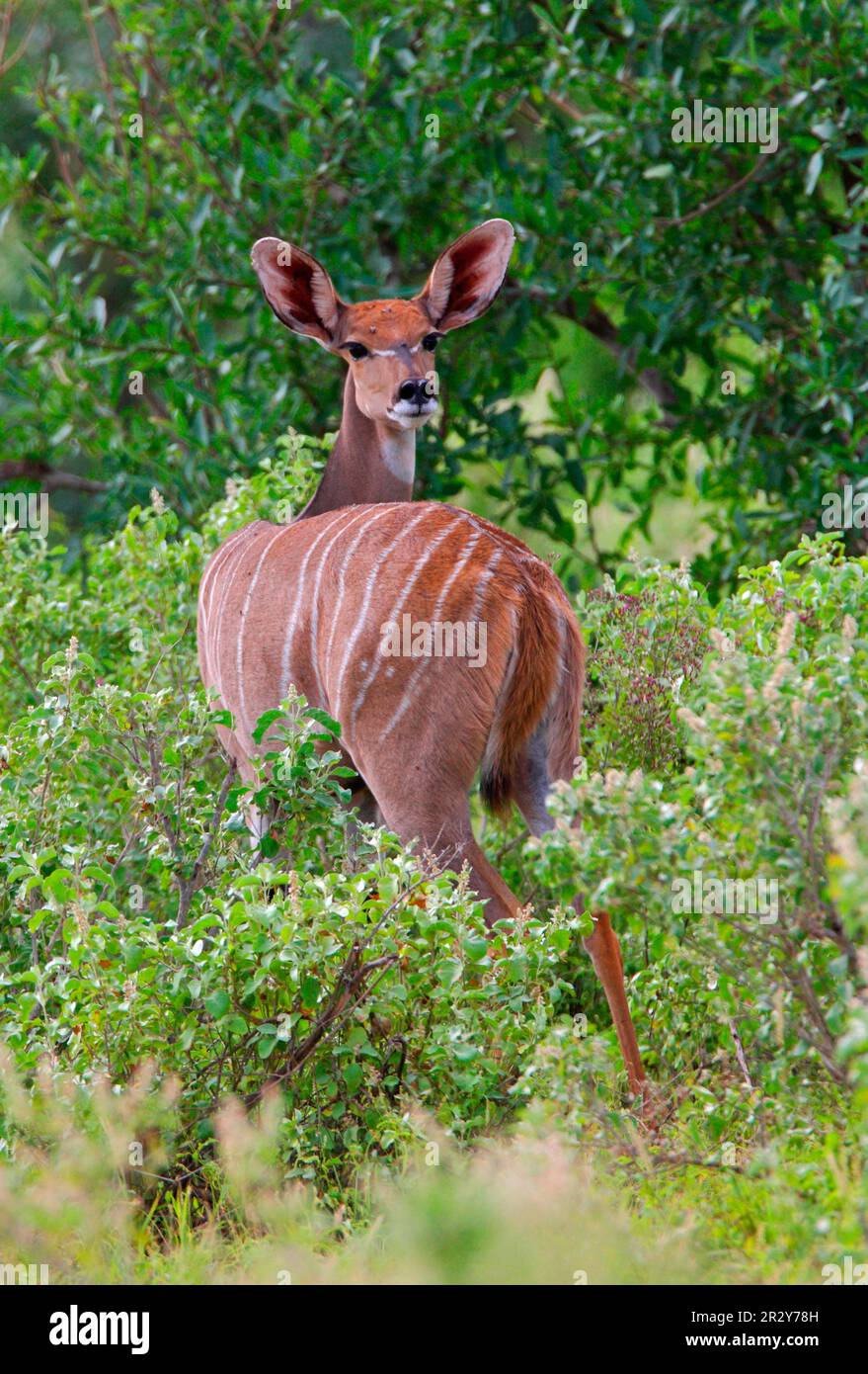 Southern lesser kudu, Southern lesser kudu, Antelopes, Ungulates, Even ...