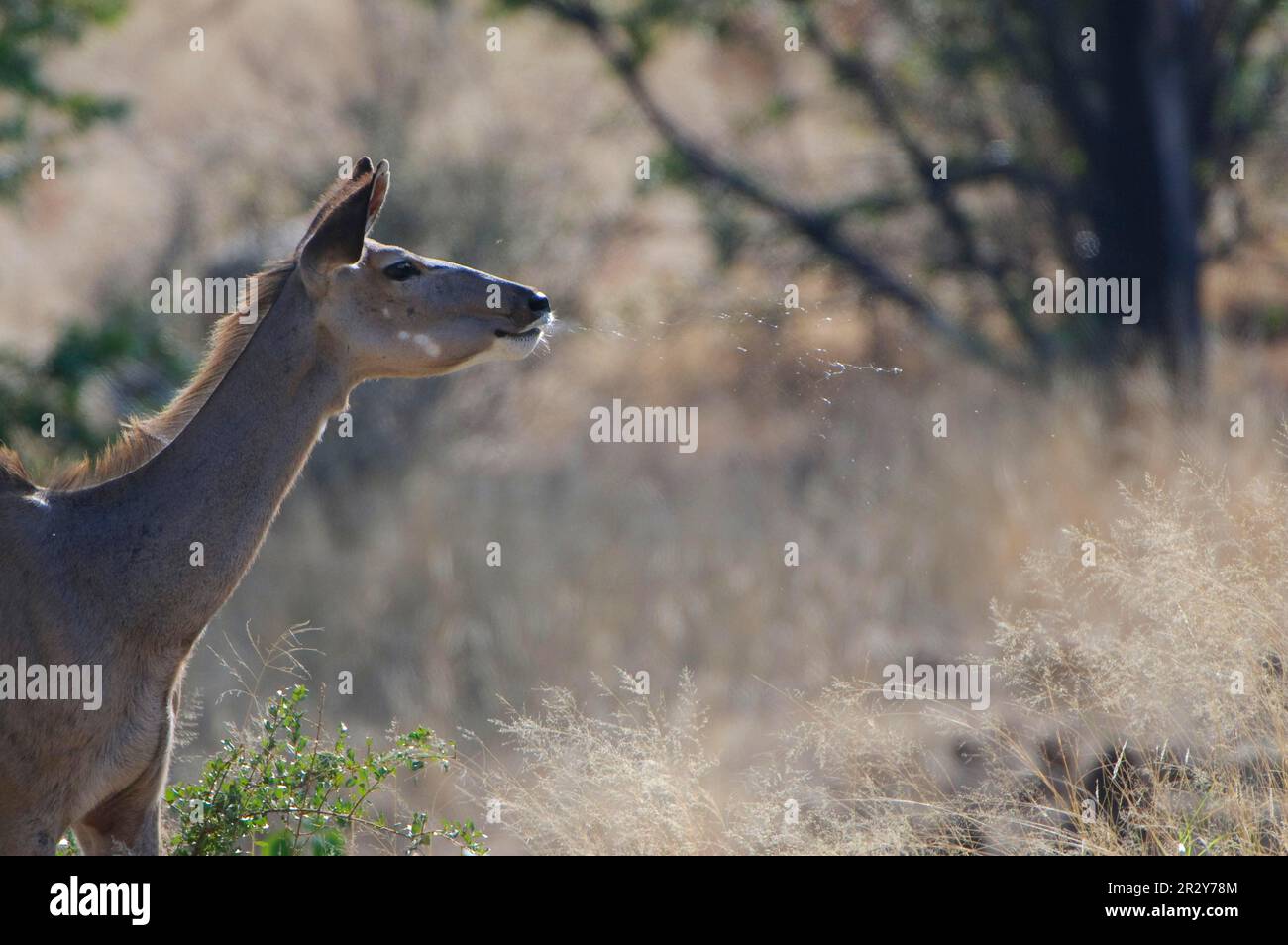 Greater kudu (Tragelaphus strepsiceros), adult female, barks at ...