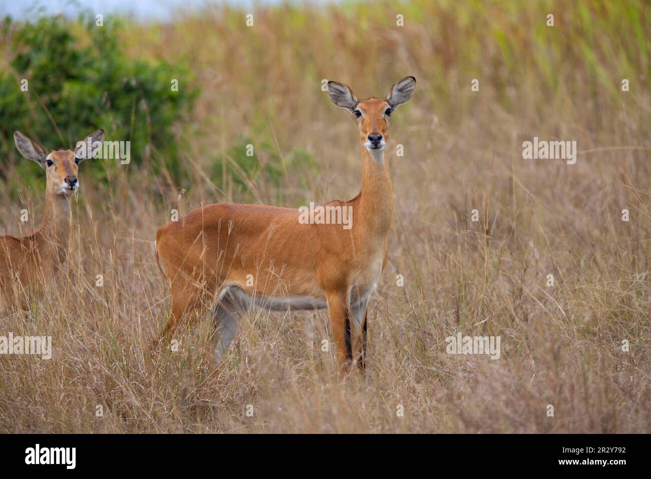 Kob (Kobus kob), kob, antelopes, ungulates, even-toed ungulates ...