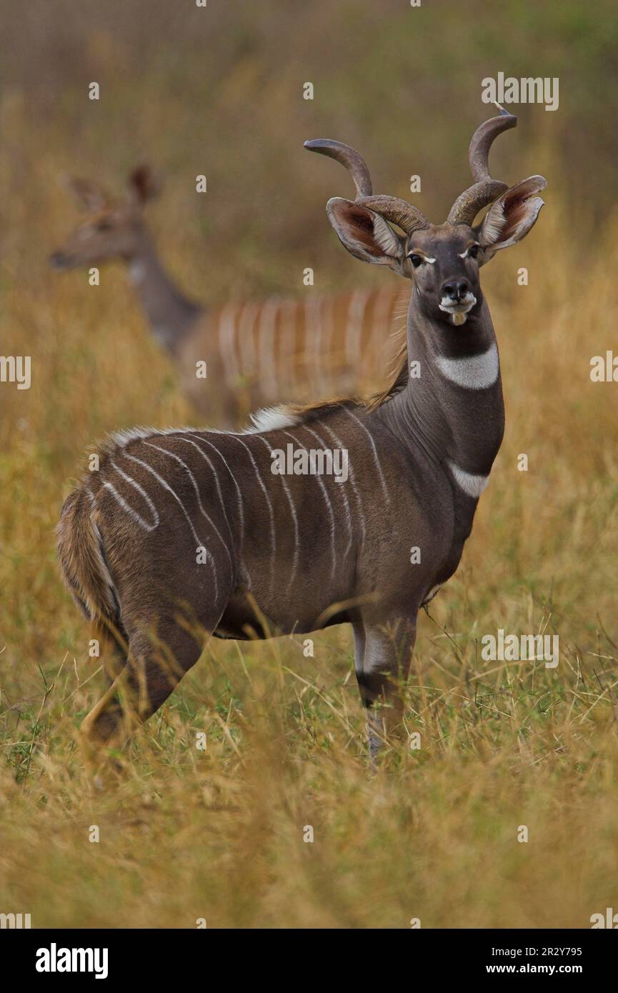 Lesser kudu (Tragelaphus imberbis), Lesser kudu, Antelopes, Ungulates ...