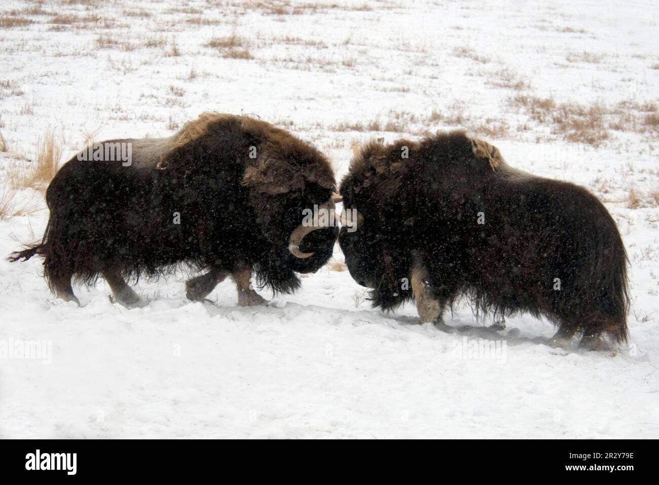 Musk oxes (Ovibos moschatus), ungulates, mammals, animals, Musk Ox two ...