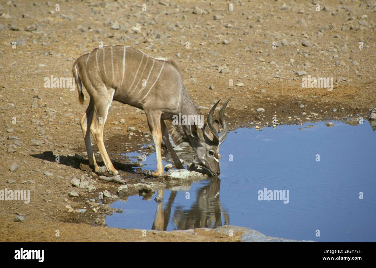 Greater kudu (Tragelaphus strepsiceros), Greater kudu, Antelopes ...