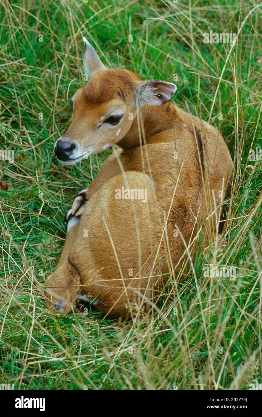 Nilgai (Boselaphus tragocamelus) aka Blue Bull, calf curled up in the ...