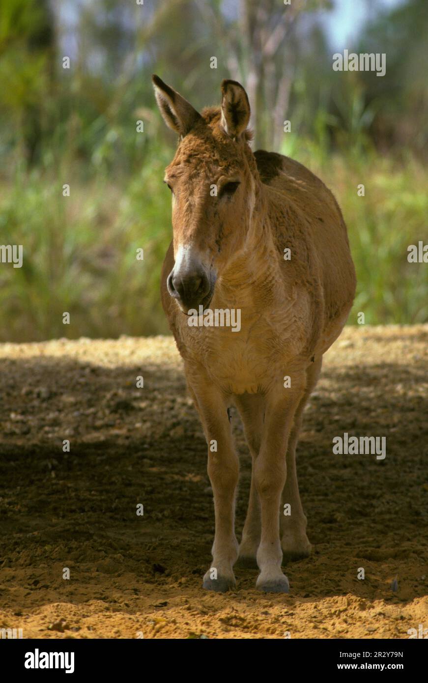Persian half-beast, onager, Persian half-beast, ungulates, equids ...