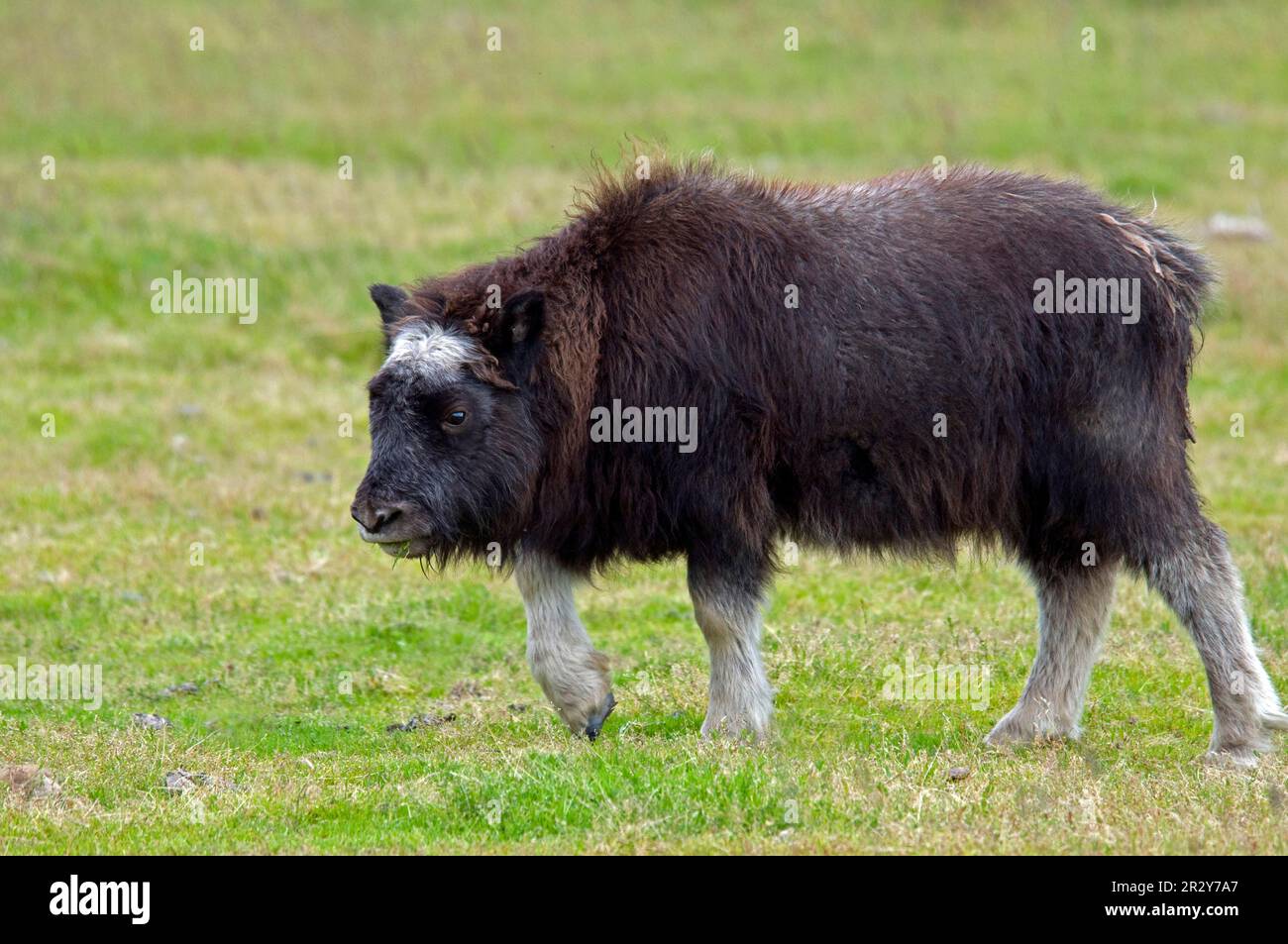 Musk Ox (Ovibos moschatus) young, walking, Alaska (U.) S. A Stock Photo ...