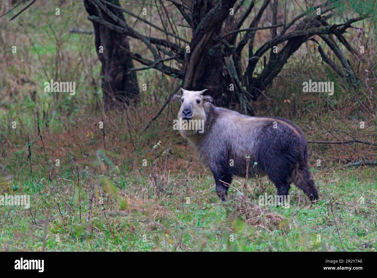 Takin (Budorcas taxicolor) juvenile, standing, Tangjiahe National ...