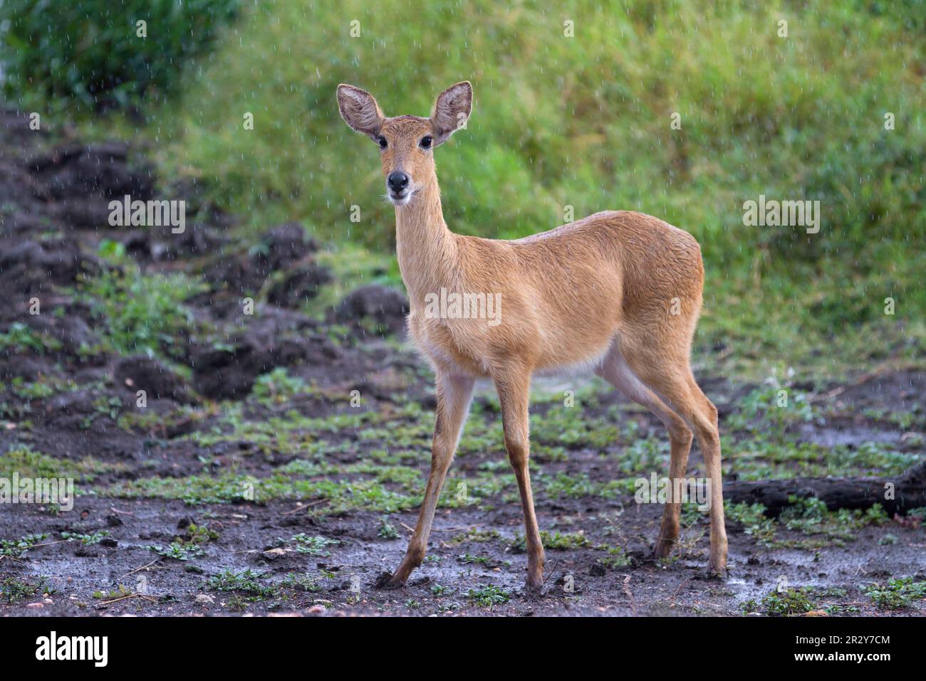 Bohor reedbuck (Redunca redunca), Reedbuck, Isabella Antelope, Common ...