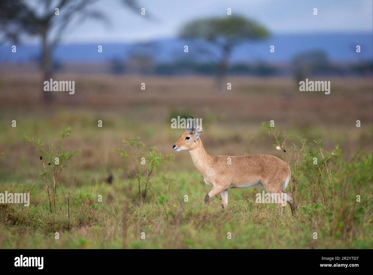 Isabella antelopes hi-res stock photography and images - Alamy