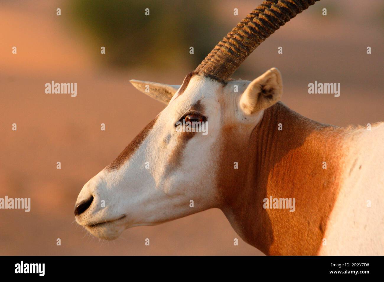 Scimitar oryx, scimitar-horned antelope, antelopes, ungulates, mammals ...